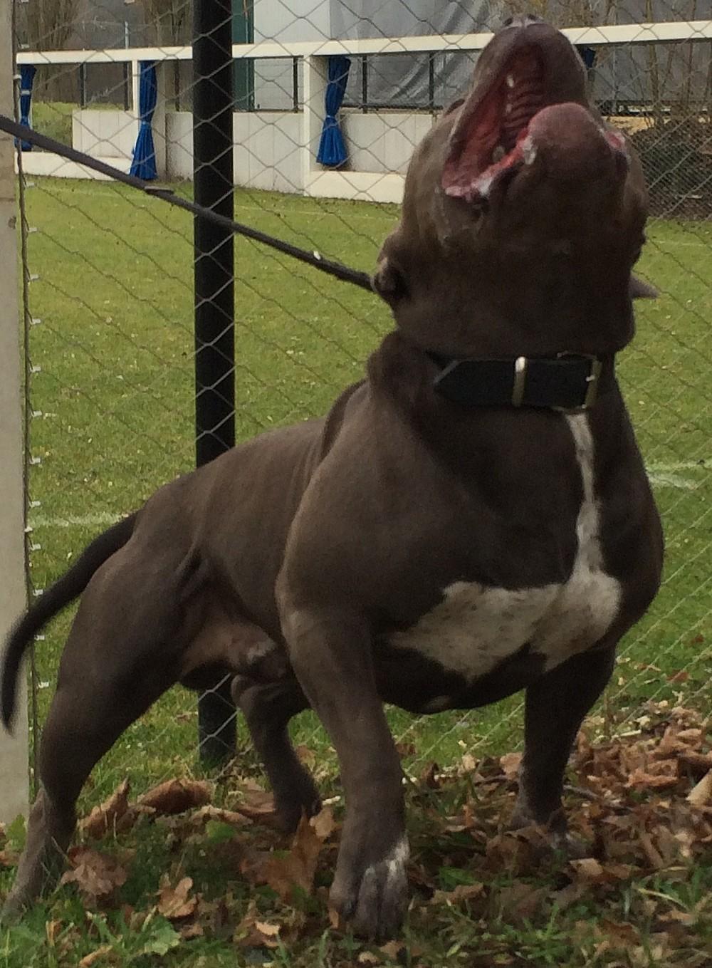 American Bully Welpen - 856690