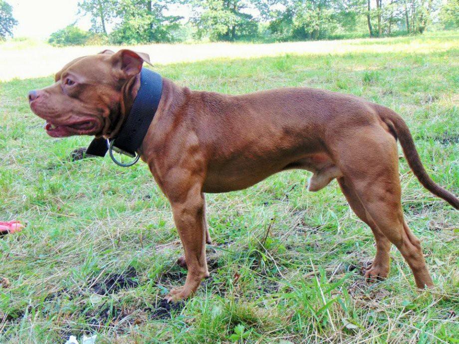 American Pitbull Terrier Welpen Rednose mit ADBA Stammbaum - 884722