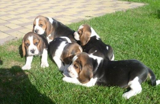 Beagle Welpen - 653783