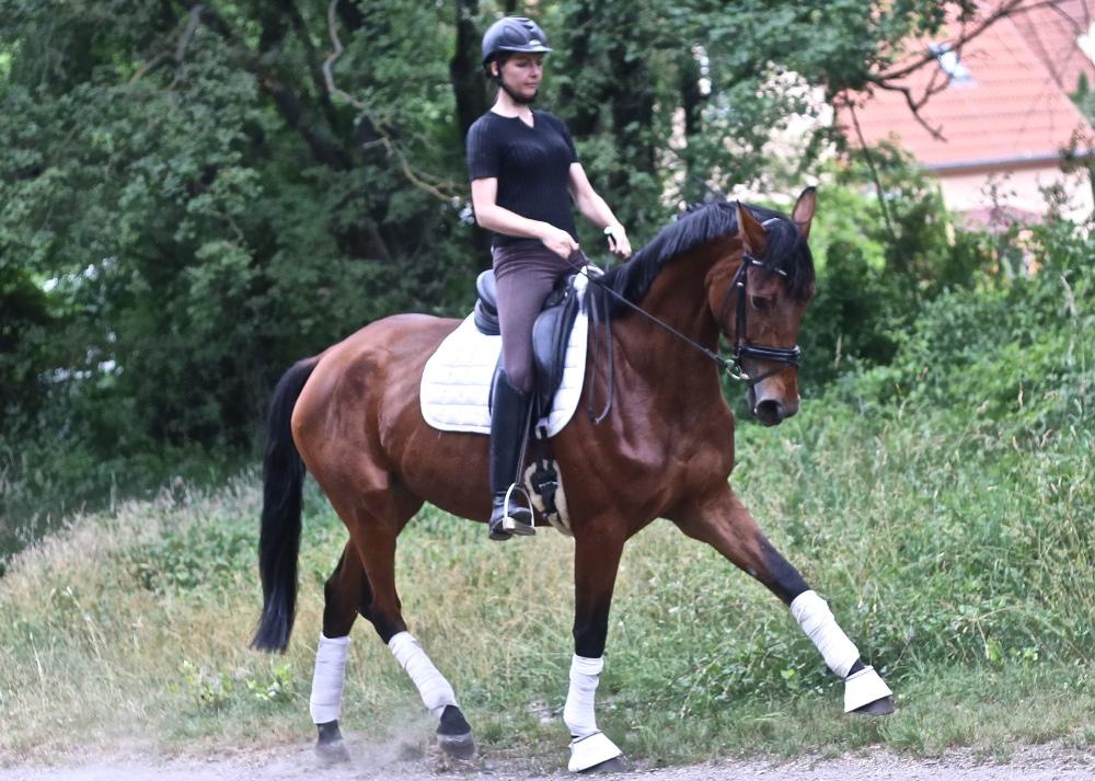 Dressurpferd Westfalen Stute 4 Jahre - 880456