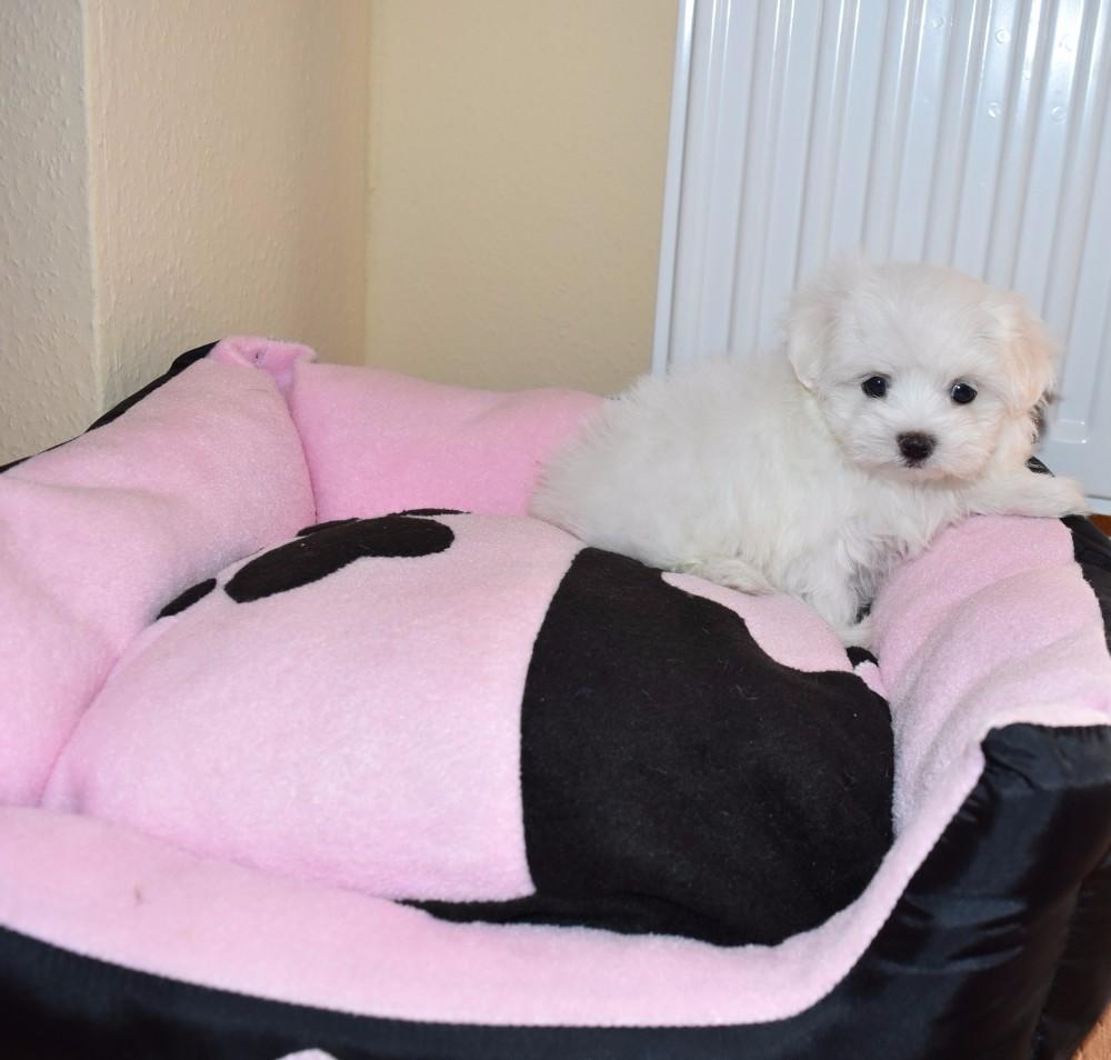 Mini Malteser Welpen abzugeben - 894707