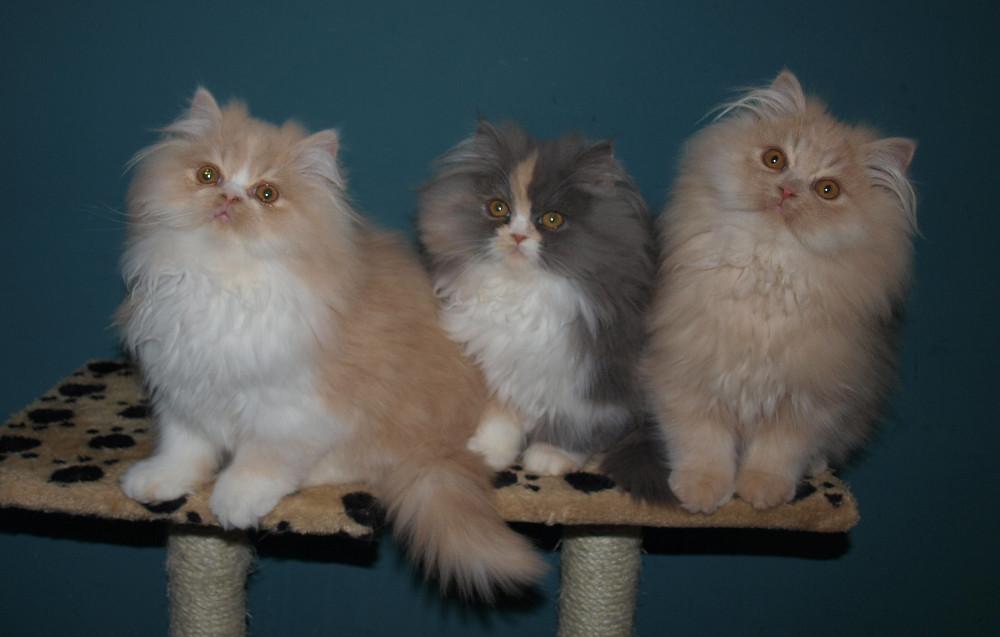 Perser mit Nase- Perserkatzenbabys reinrassig, in Rot-Weiß! - 884233