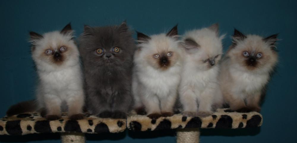 Perserkatze/ Perserkatzenbaby mit Nase/ Perserbaby/ Perser - 882526