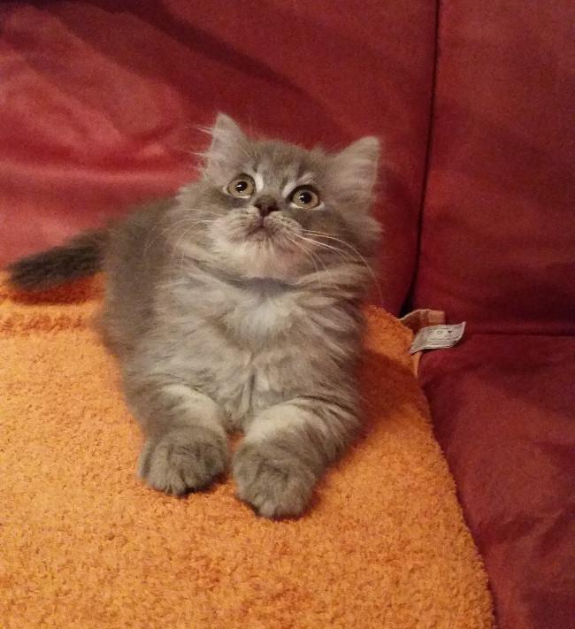 Perserkatze/ Perserkatzenbaby mit Nase/ Perserbaby/ Perser - 882526