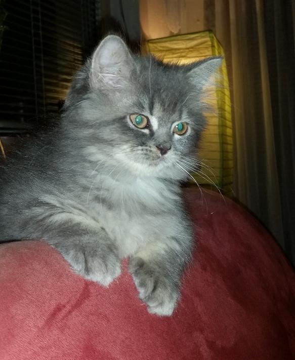 Perserkatze/ Perserkatzenbaby mit Nase/ Perserbaby/ Perser - 882526