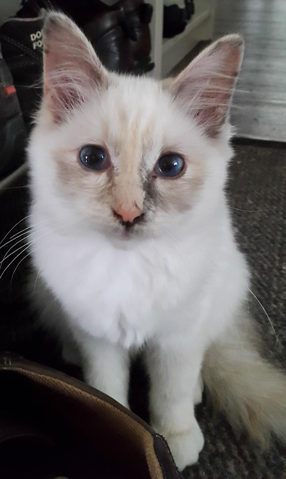 schöne lilca-torbie-point Heilige Birma ab sofort abzugeben - 882301